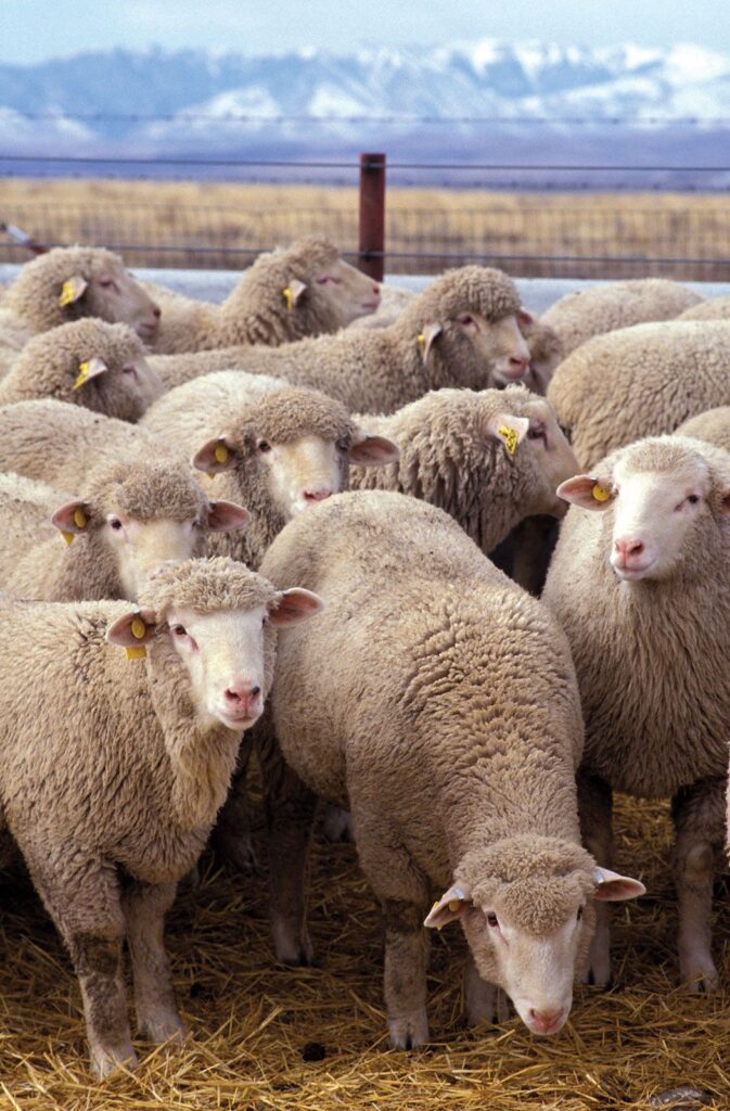 The Ultimate Sheep Hunting Truck Setup: Your Unstoppable Rig for the ...